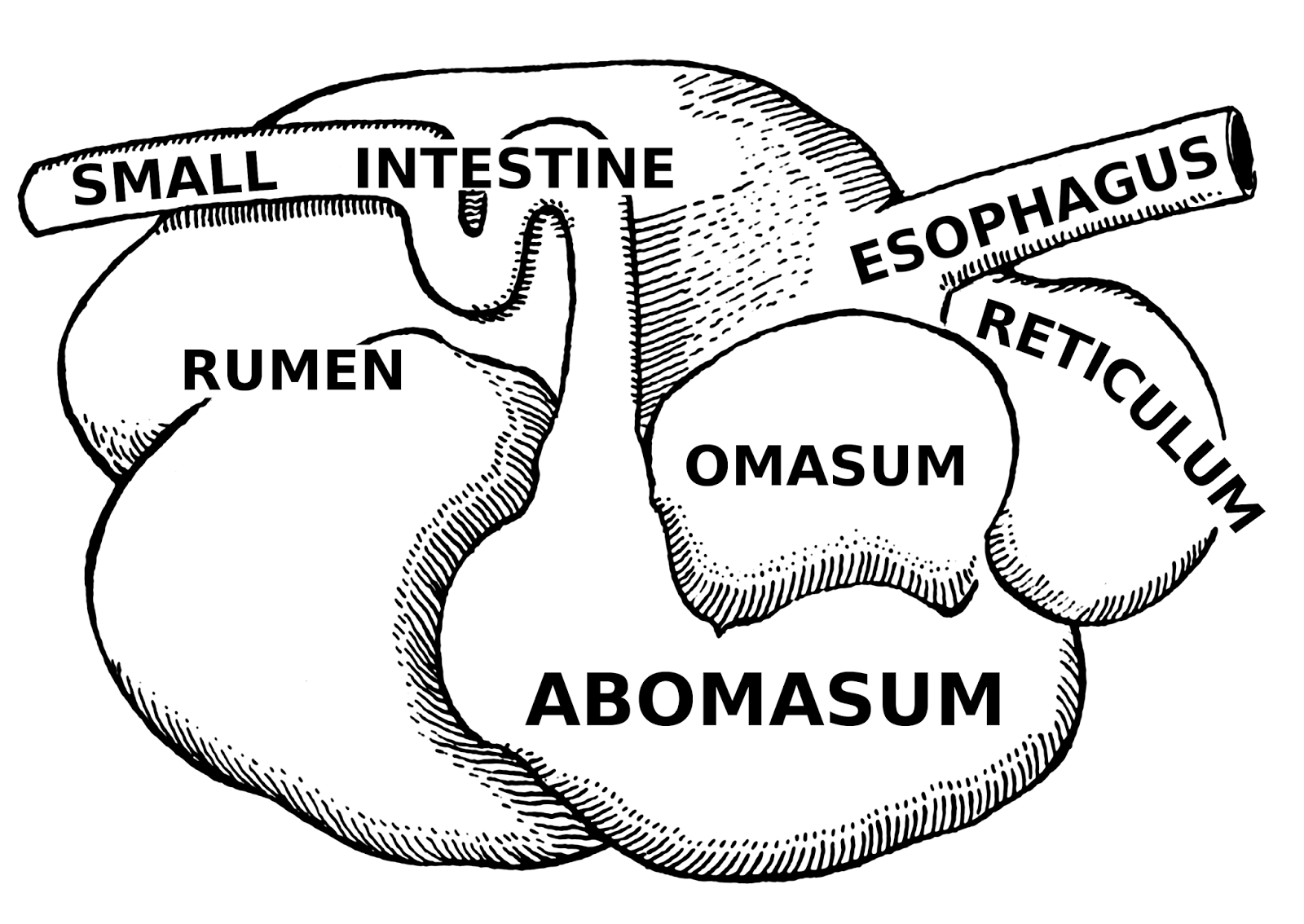 Digestive Physiology and Anatomy of Cows - Vet in Training