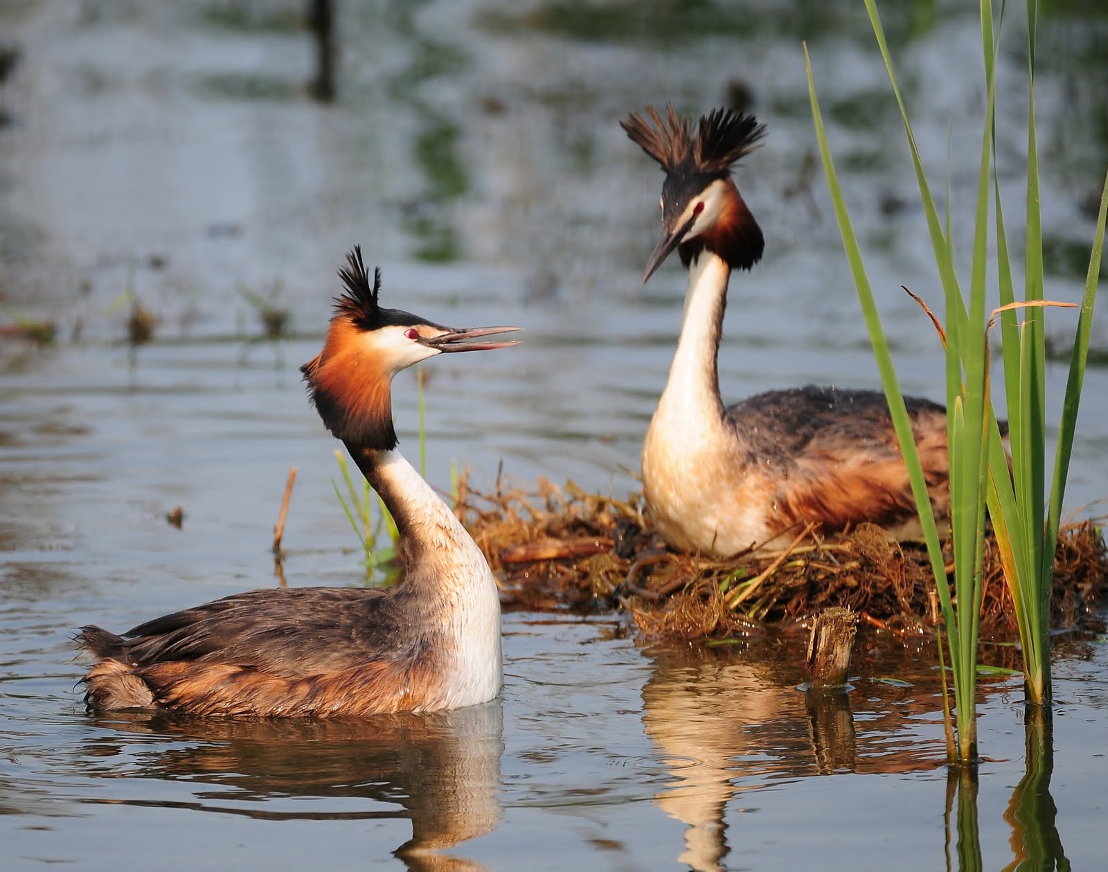 British Wildlife Photography: Great Crested Grebe