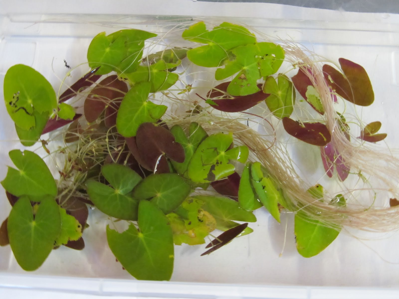 Simply Science: WPWA Survey for Aquatic Invasive Plants