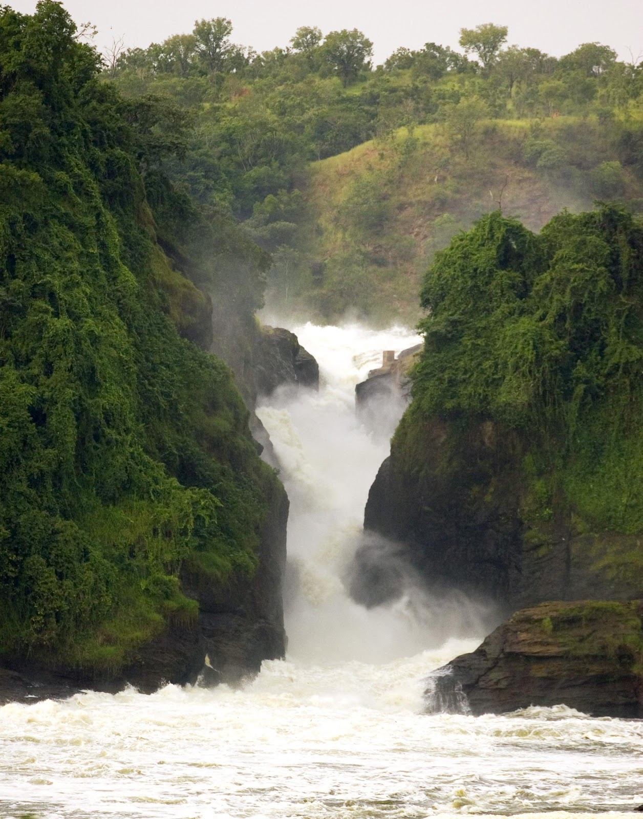 Uganda, Rwanda Tourism Travel Info Guide, News: New bird sightings in ...