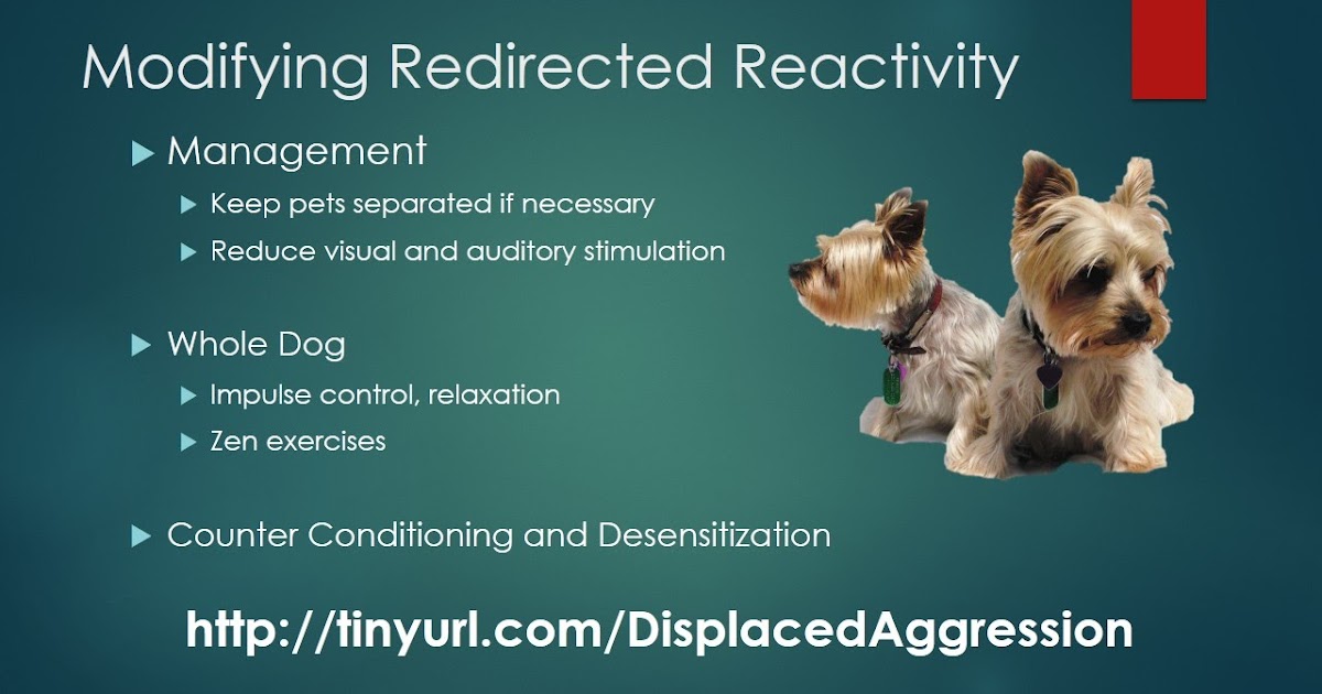 What Is Reactive Dog Behavior