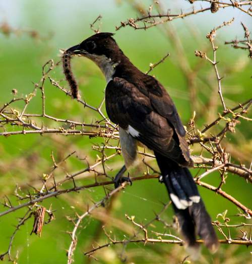 Jacobin cuckoo | Birds of India | Bird World