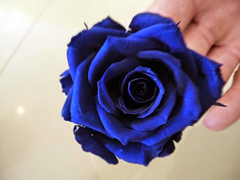 Wallpapers the most beautiful blue roses | Gallery Wallpaper HD
