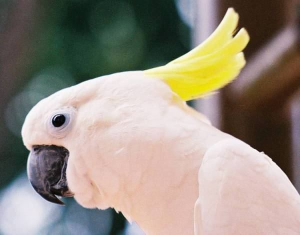 Imágenes del mundo animal: Cacatúa