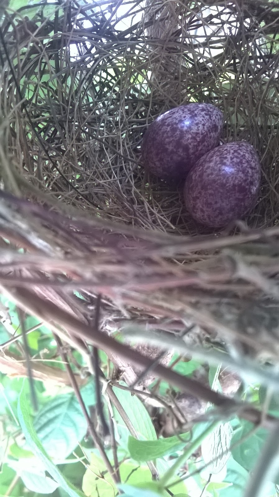 RollyHaward: Nightingale Bird Eggs And Newly Born Childs