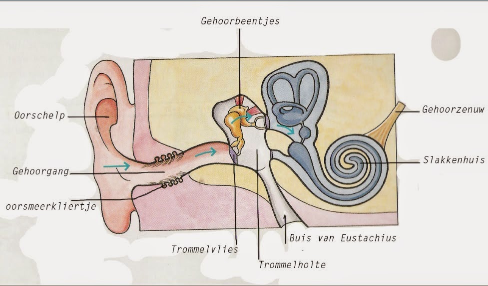 Het oor: Het uitwendig oor