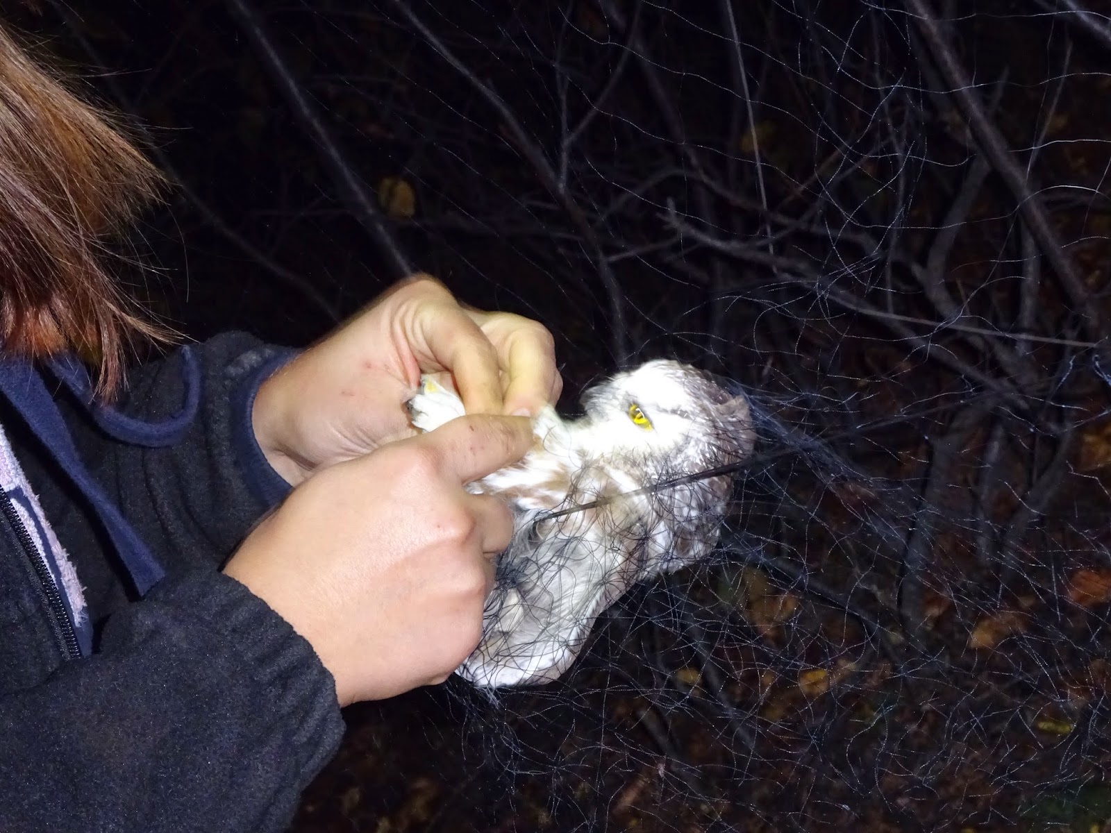 Boise Daily Photo: Owl Banding