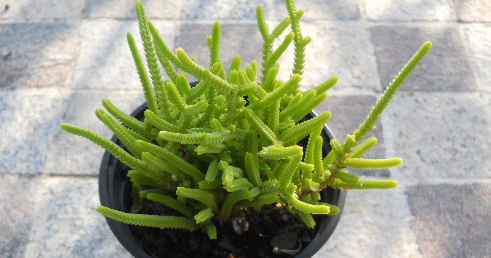 Plantas para hombres: Crassula muscosa, cola de rata
