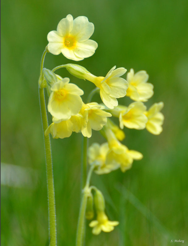 Inga Trix: Flower Power!