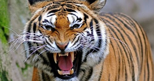 15 Most Famous Tigers in India
