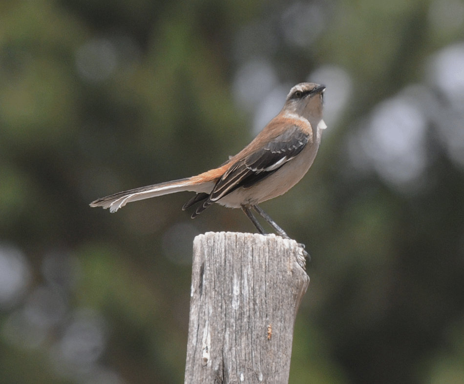 ZOOTHERA BIRDING BLOG: Lake Oruru