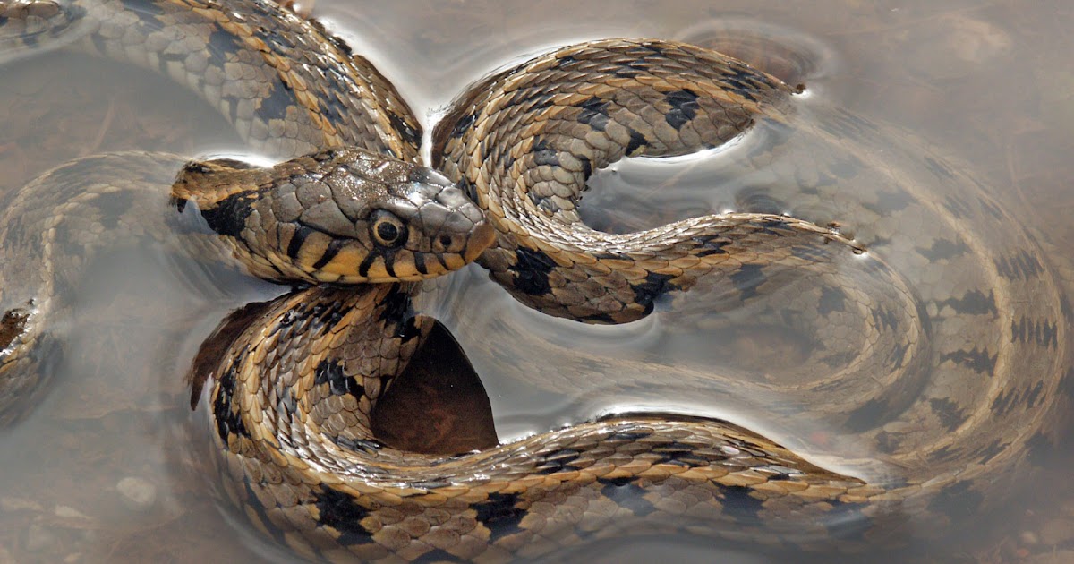 Dreaming of Snakes in Water have the following Meaning.