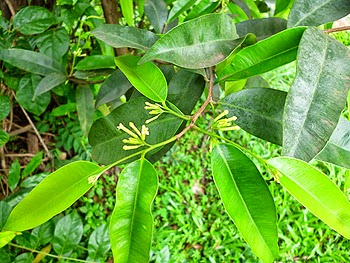 Gyrinops walla - Alchetron, The Free Social Encyclopedia