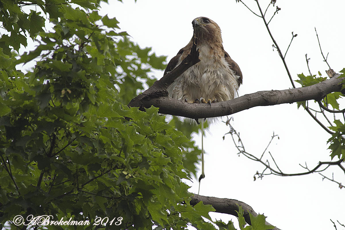 Red-Tailed Hawk Nest 2009-2017: Adult Red-tailed Hawk - female - 7:30am ...