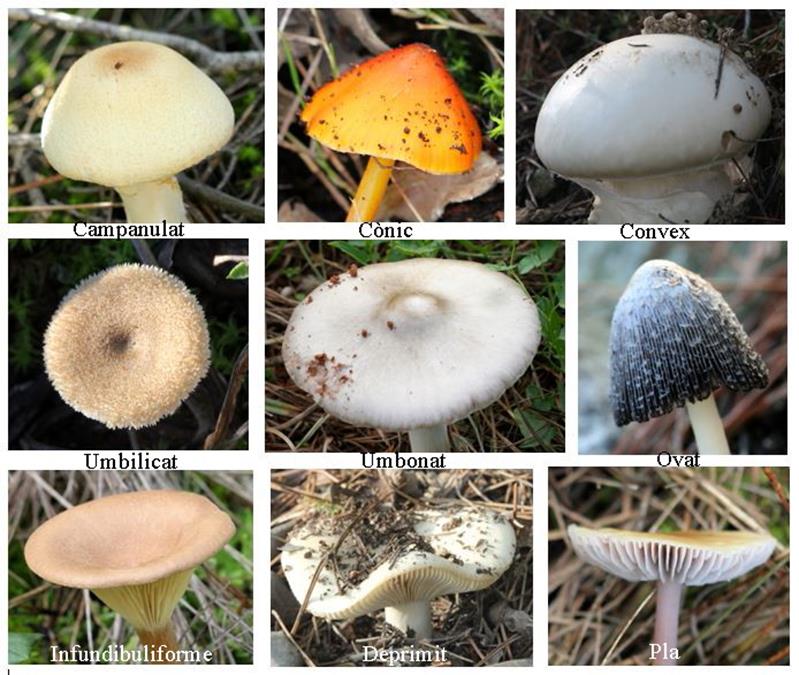 Menuda Natura: Els fongs