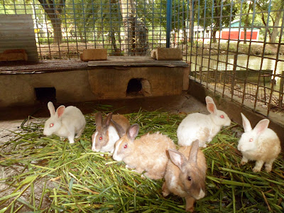 Rabbit Farming in Kenya - ROYSFARM