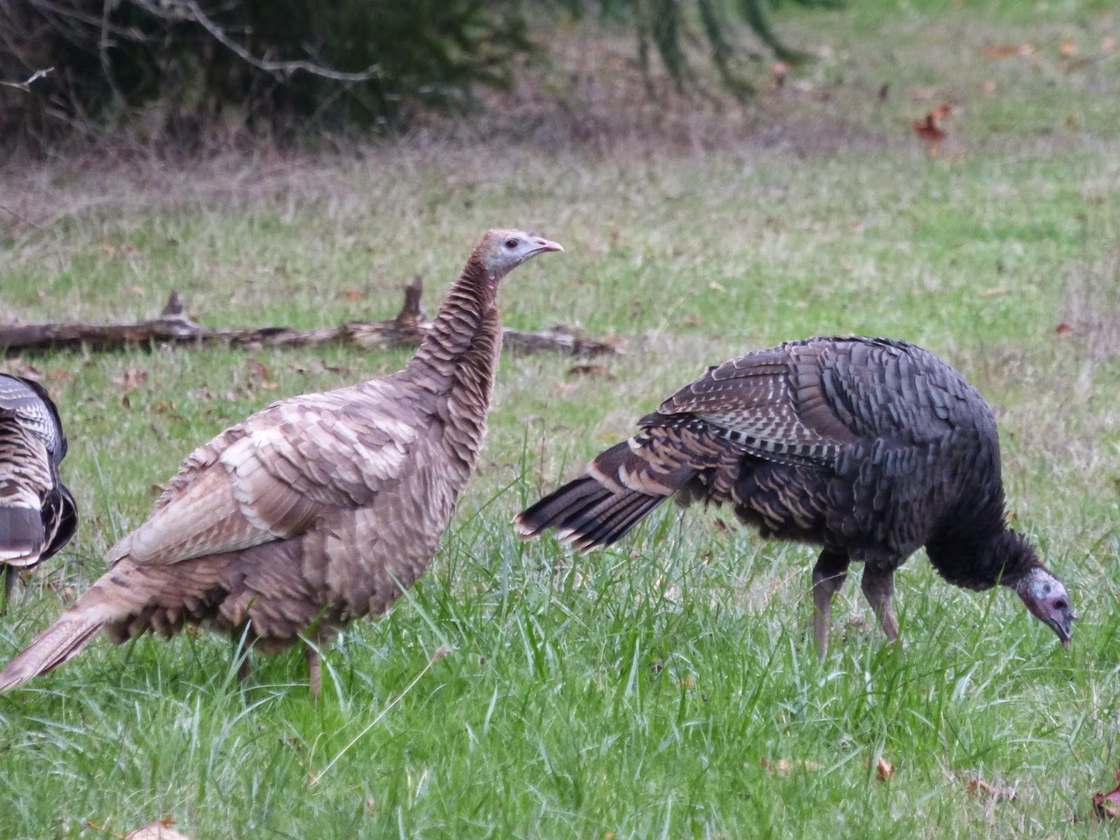 Birds: Leucistic Turkey?