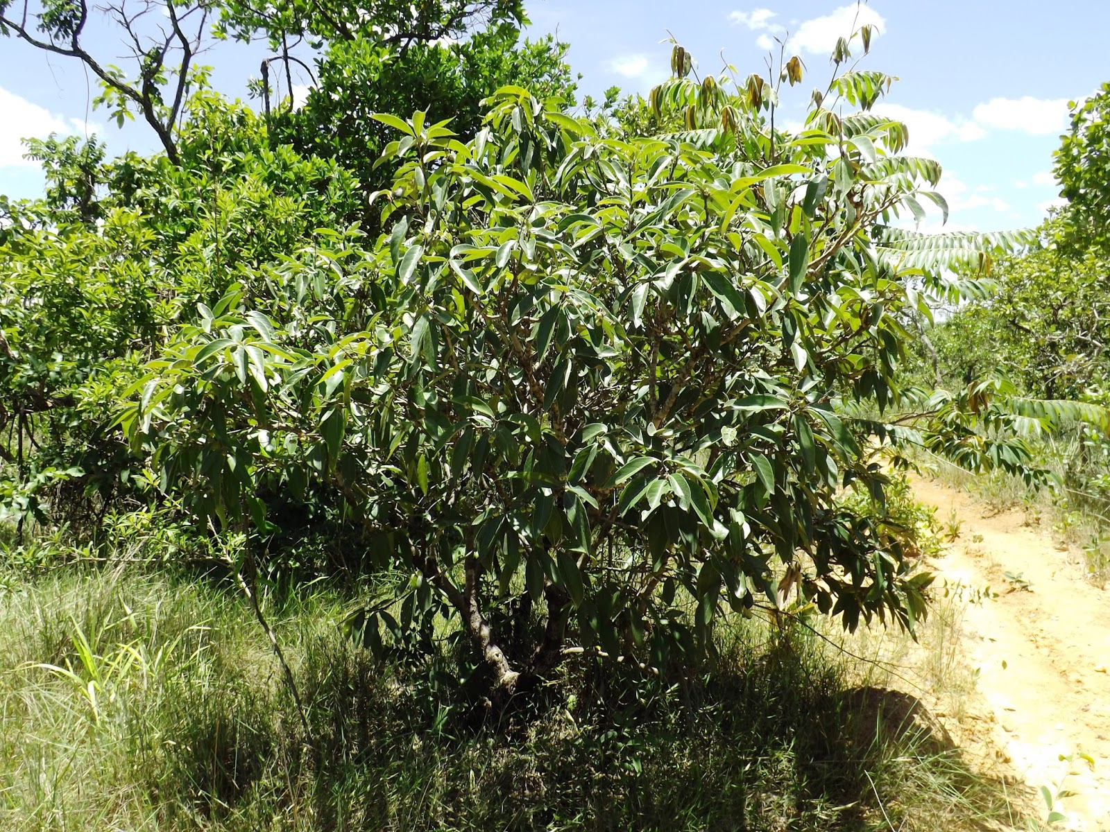 natureza selvagem: Murici-do-campo