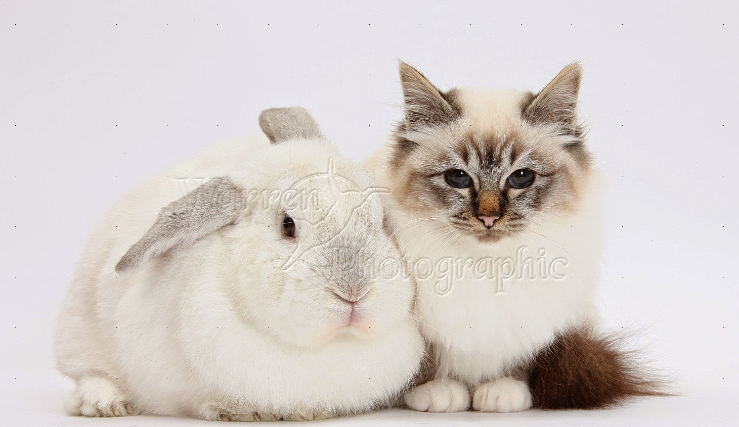 Cats' LadyVet - Doctorita Pisicilor: Birmaneza