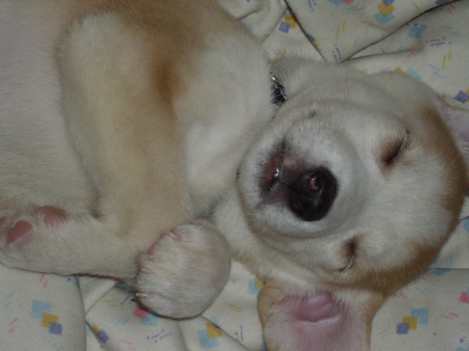 Dexter Morgan the Dog