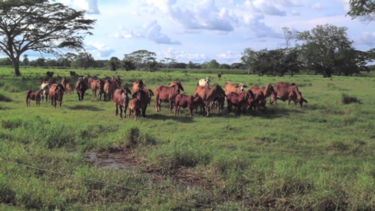 EL CAJON DE LOS CONOCIMIENTOS: POTRERO