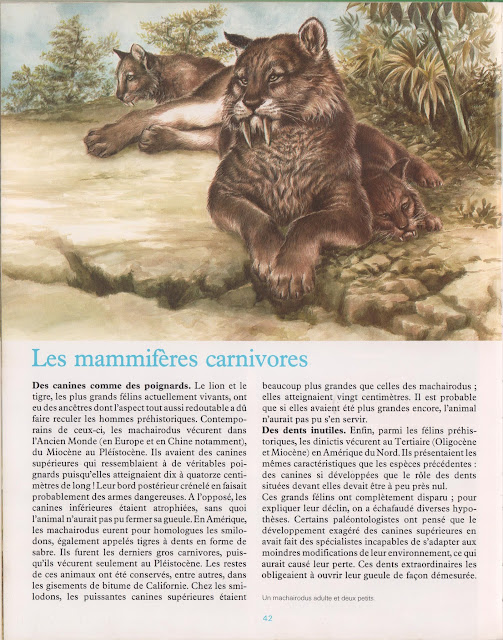 Leçons de choses: Les mammifères carnivores