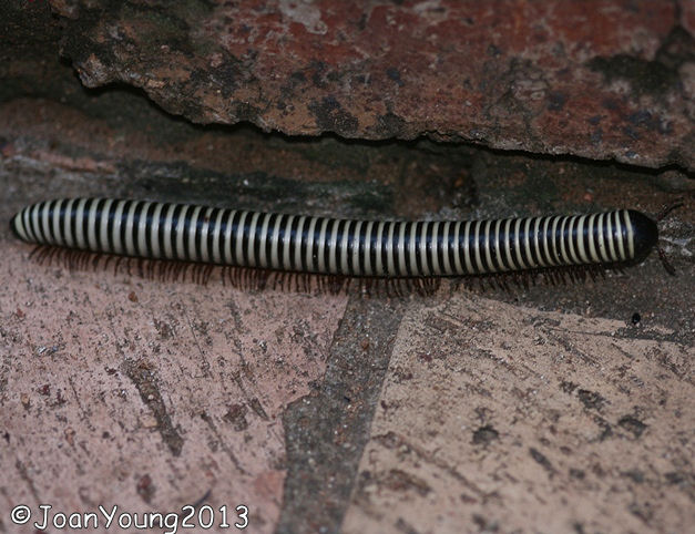 South African Photographs: White Millipede