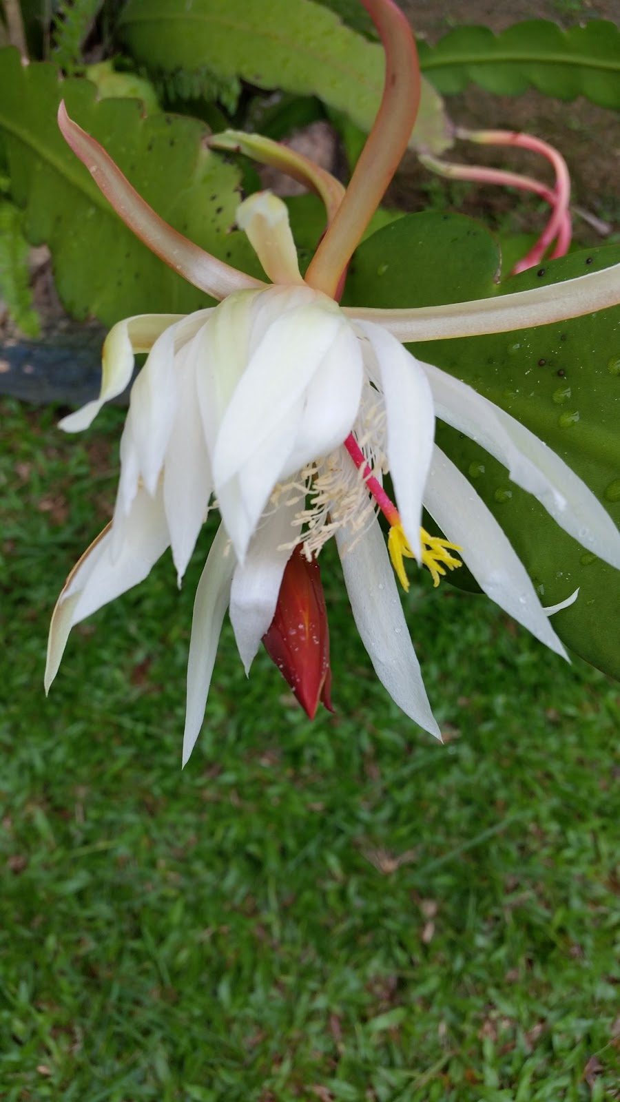 Warisan Petani: Pokok Bunga Bakawali