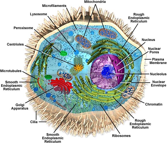 knowledge sea: ANIMAL CELL (FIGURES)