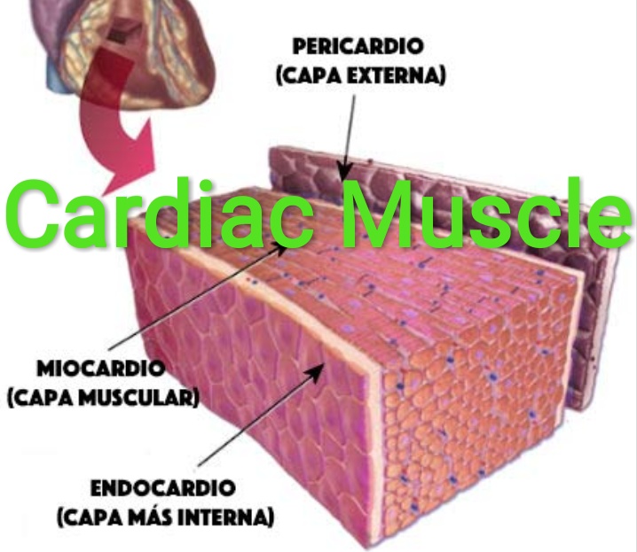 Cardiac Muscle: Definition,Structure,Function