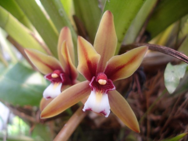 TISSUE CULTURE AND ORCHIDOLOGI: BUNGA ANGGREK SEBAGAI PERAMAL CUACA