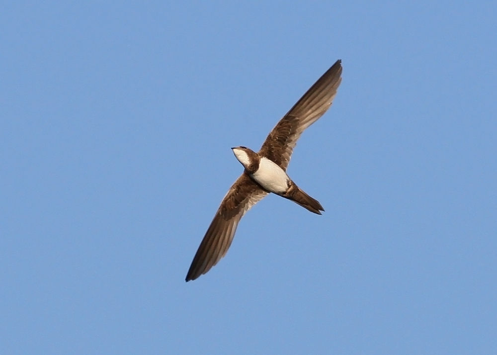 Valleybirding : Alpine Swifts