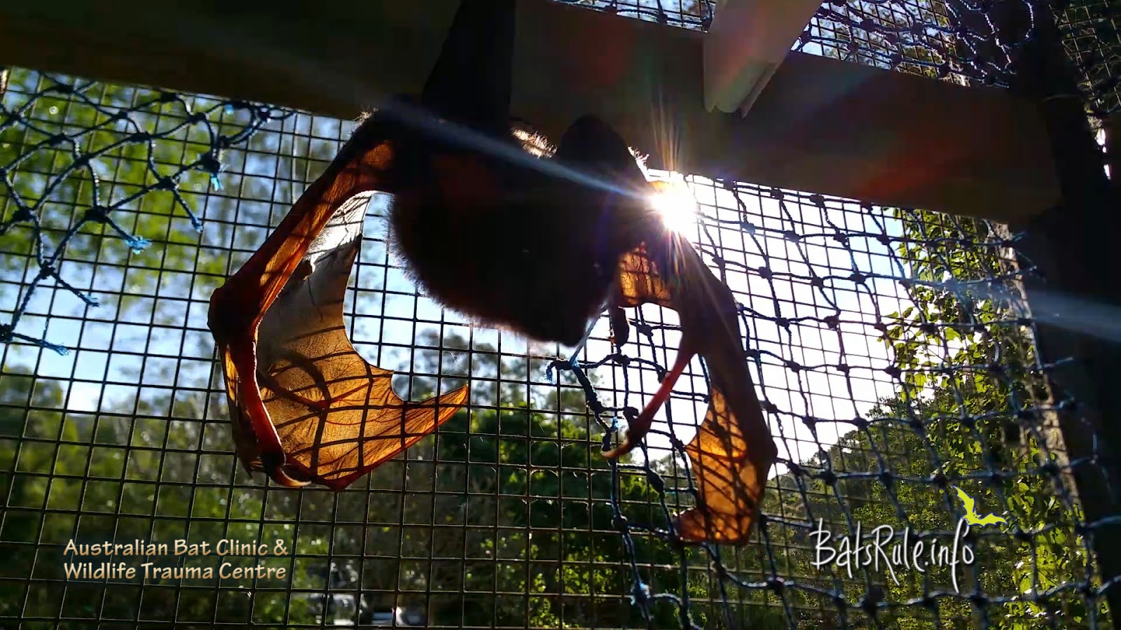 Baby Megabat Little Red getting some sun flyingfox fruitbat