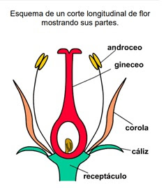 Informes de Biología vegetal.: Flores