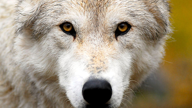 White Wolf : Land of the Lost Wolves (BBC Movie -Video)