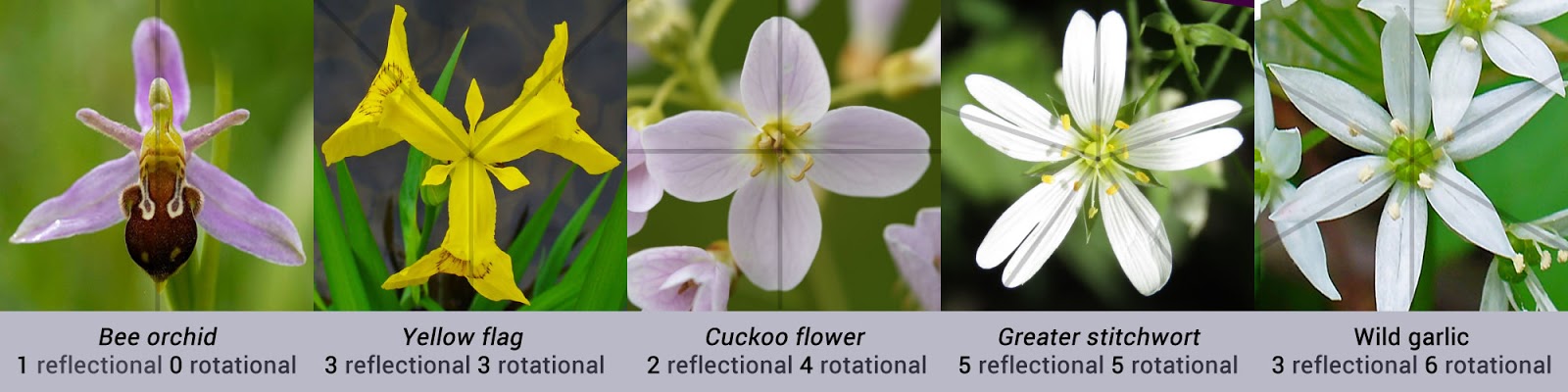 The Symmetrical Patch