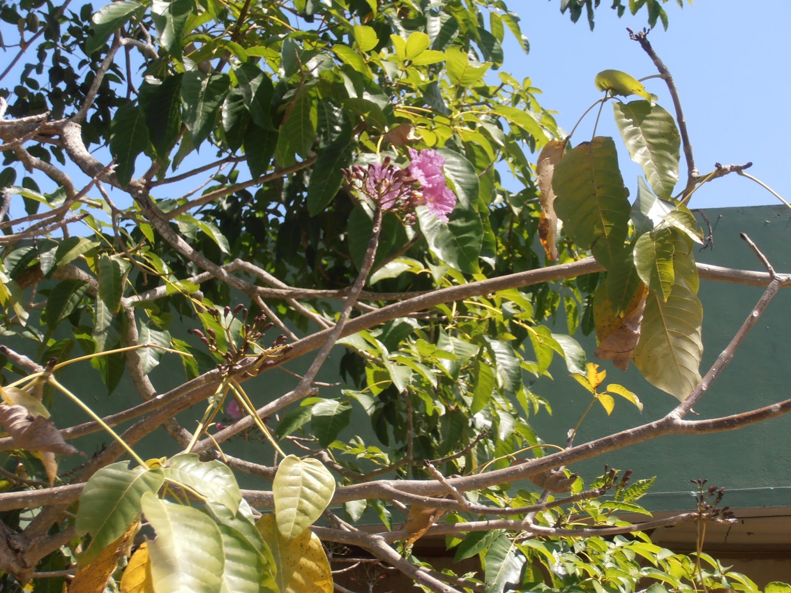 Flora de Puerto Rico Ilustrada Papo Vives: ROBLE VENEZOLANO TABEBUIA ROSEA