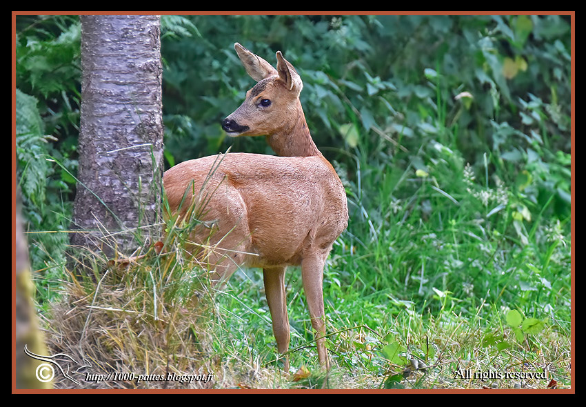 WILDLIFE GATEWAY: Les chevreuils de chez nous