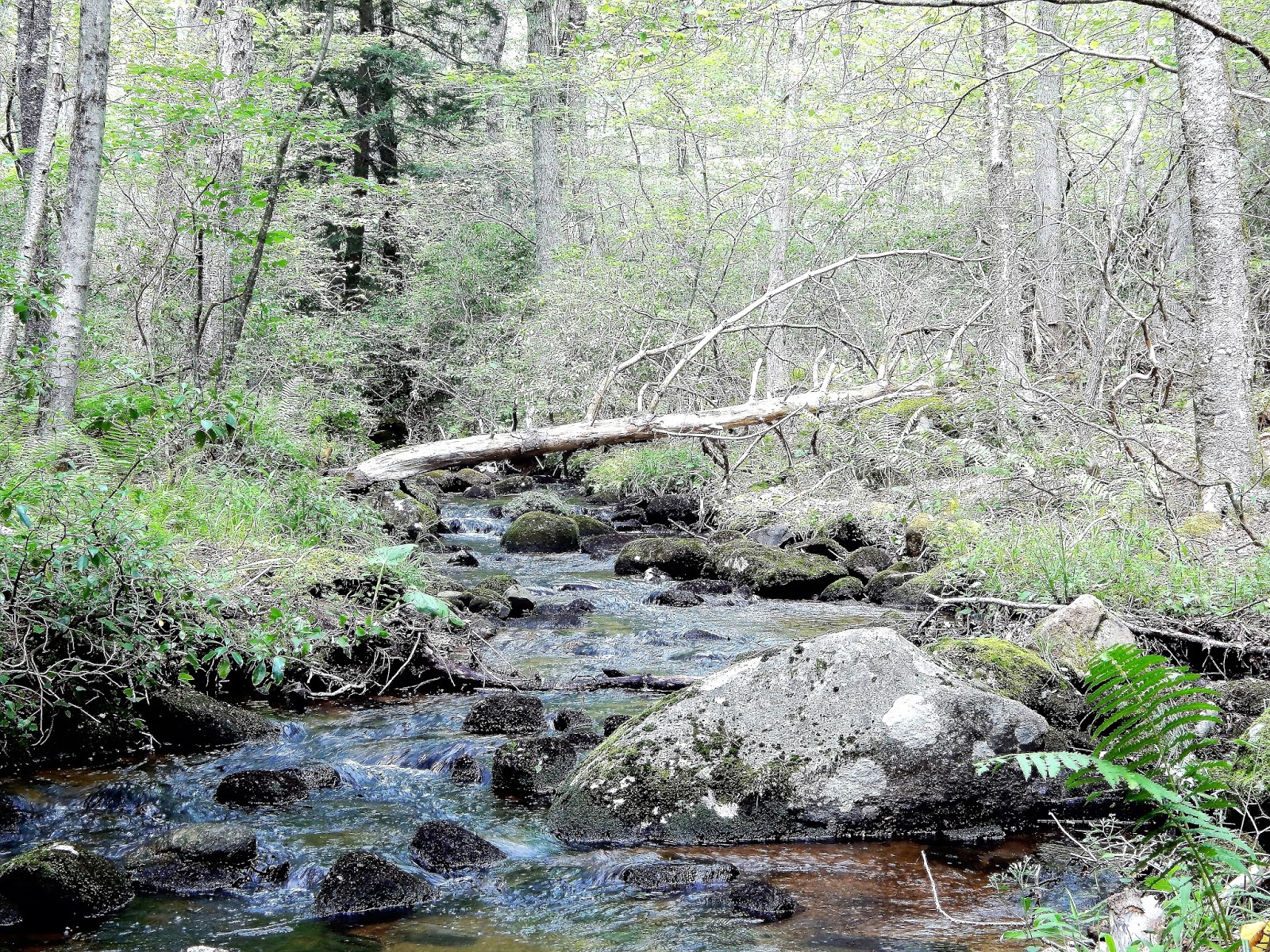 Small Stream Reflections: "Headwaters"