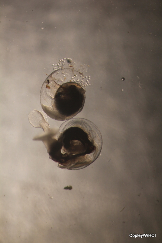 Charismatic Microfauna: Pteropod Videos