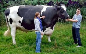 LOS ANIMALES DOMESTICOS: LAS VACAS