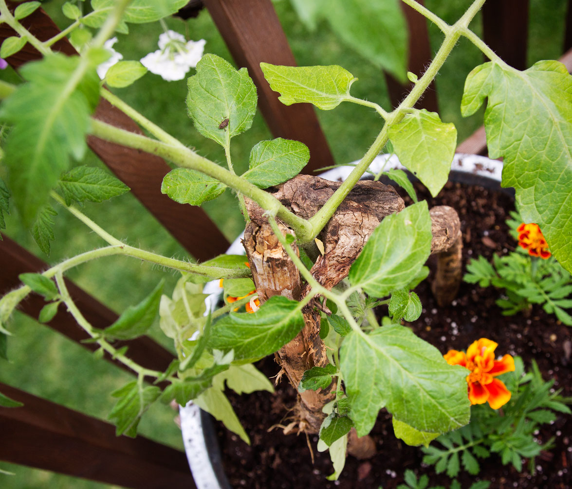 My Urban Garden in St. Paul | Bernier-isms & Random Thoughts