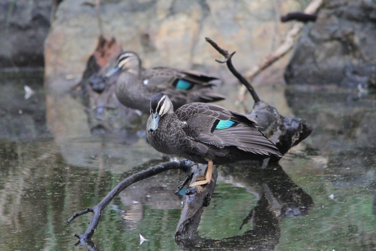 Pete's Flap Birding Aus: Bellbird Dell