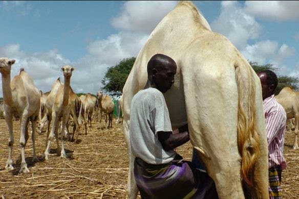 Cabdi Gaashaanle: Soomaaliyeey Xoolo Raacatonimada Joojiye Xoolo ...