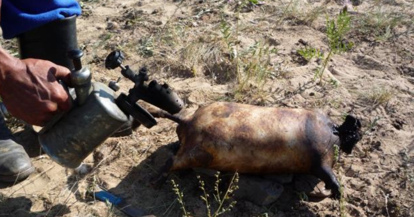 Boodog: Marmot Barbecue | Mongolian cuisine