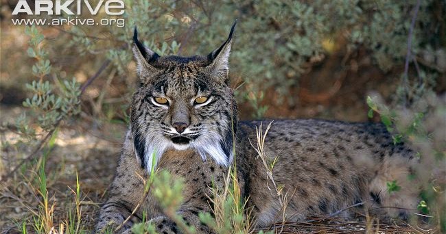 EcoHaria: Lince-ibérico