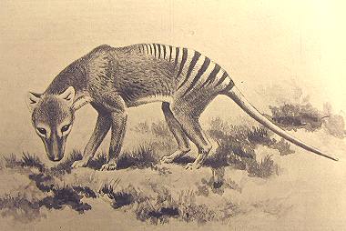 Extinct Animals: Tasmanian Wolf