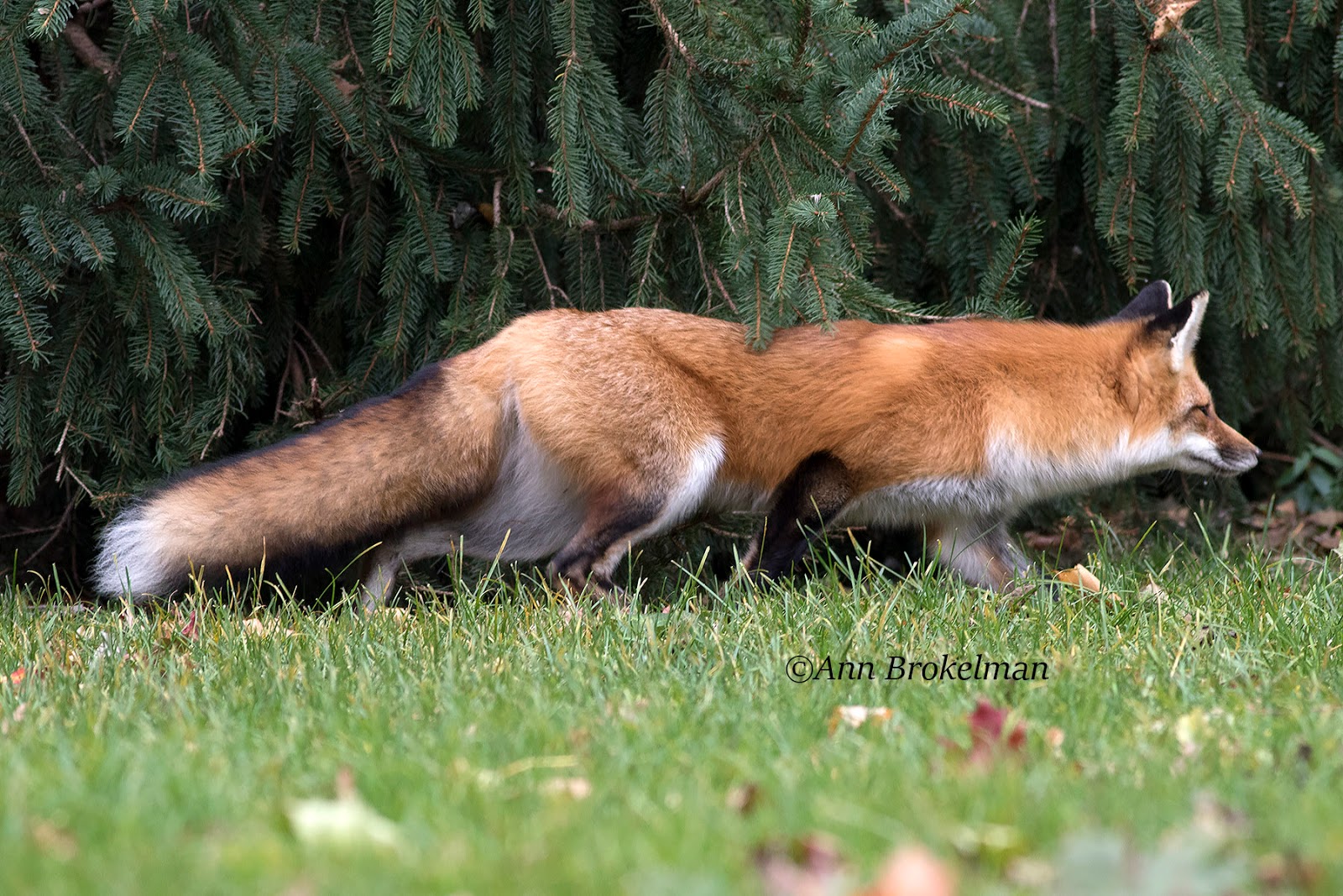 Ann Brokelman Photography: Red Fox - spent lots of time climbing