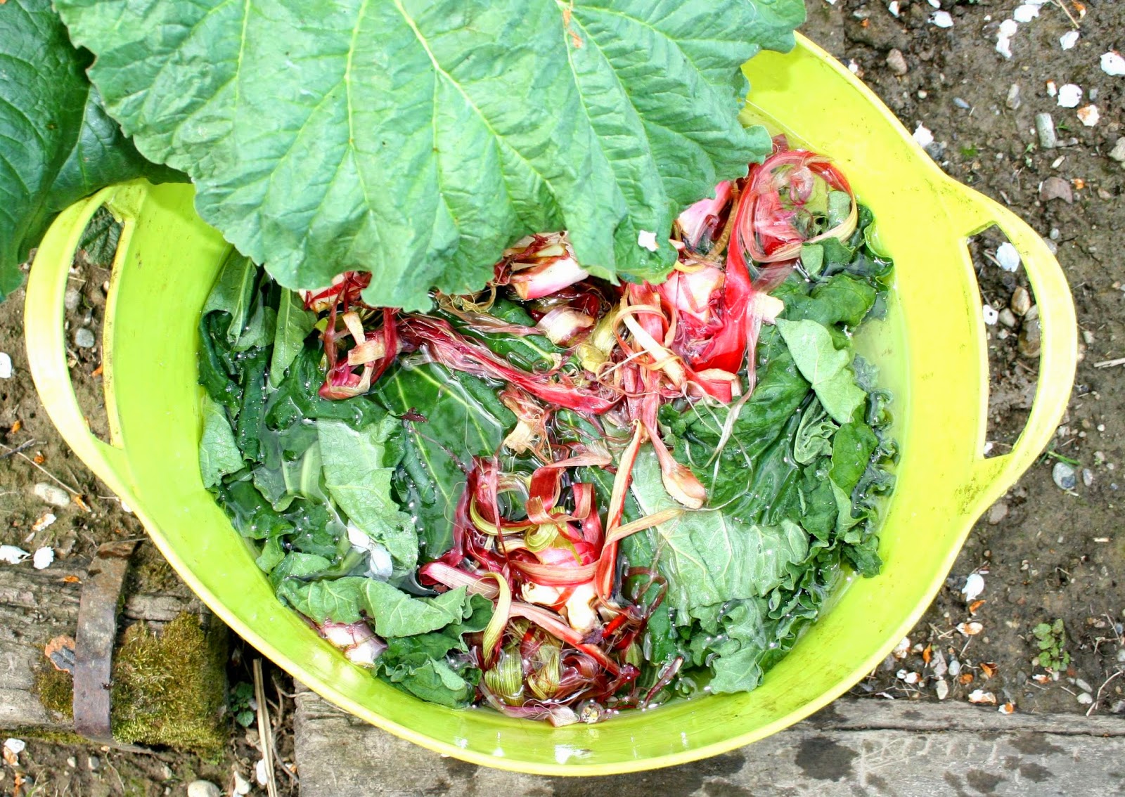 HIŠA Z VRTOM: RABARBARA