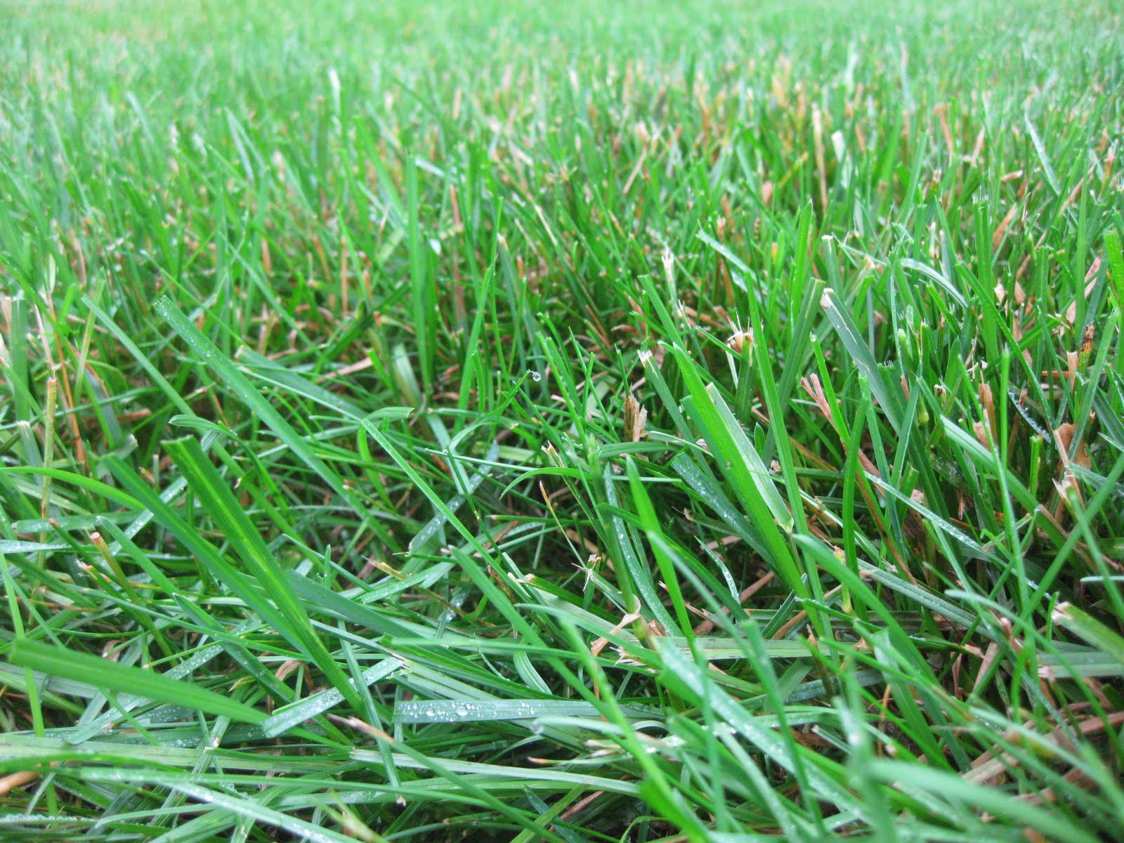 WHS AP Biology 2011: Venation Patterns